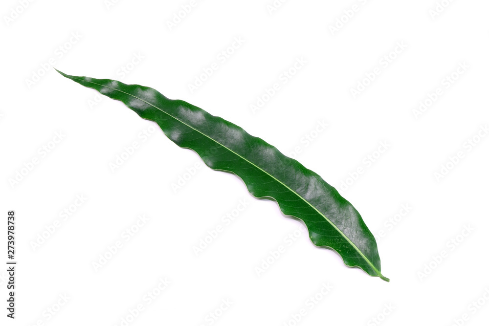 Green leaf isolated on white background. The wavy edges leaf of False ...