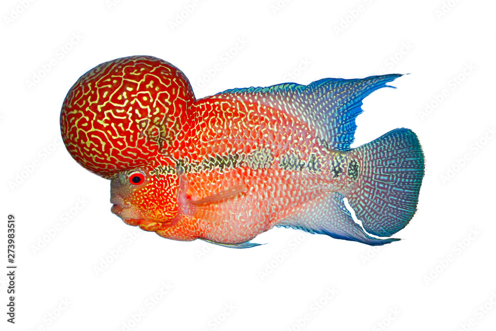 Flowerhorn cichlid fish isolated red hump head fish hobbyist on white ...