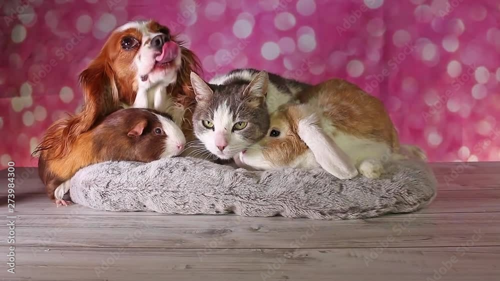 Cat with dog guinea pig cavy and rabbit lop animals together pet group ...