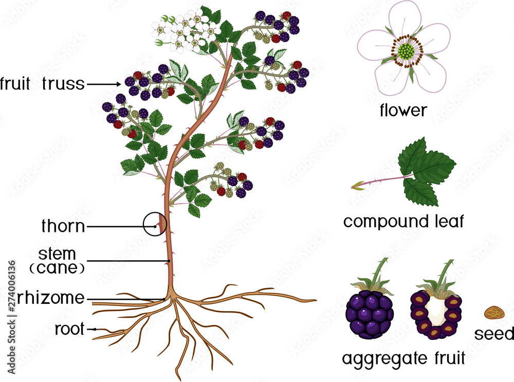 Parts of plant. Morphology of blackberry shrub with flowers, berries ...