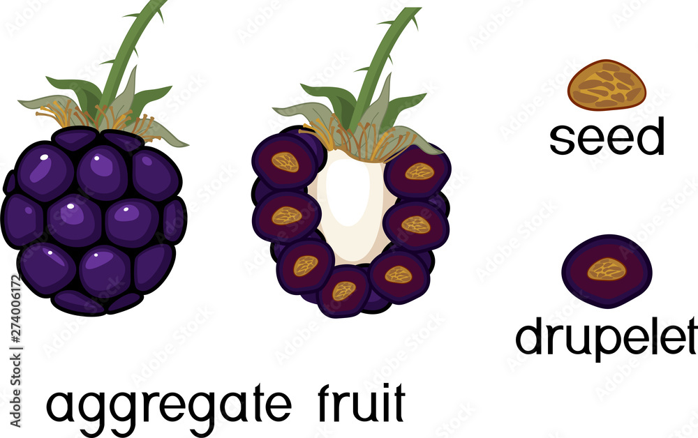 Internal and external structure of blackberry aggregate fruit in ...