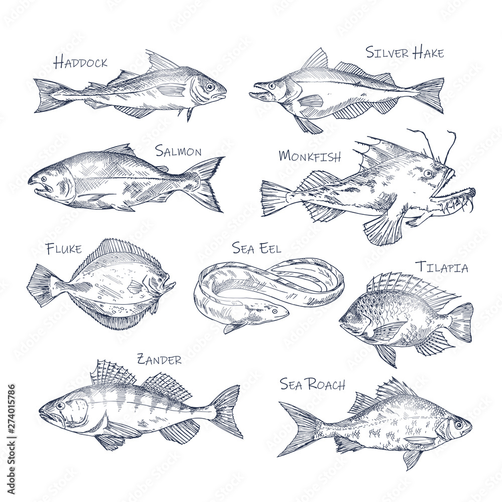 Set of isolated river and ocean fish sketches Stock Vector | Adobe Stock
