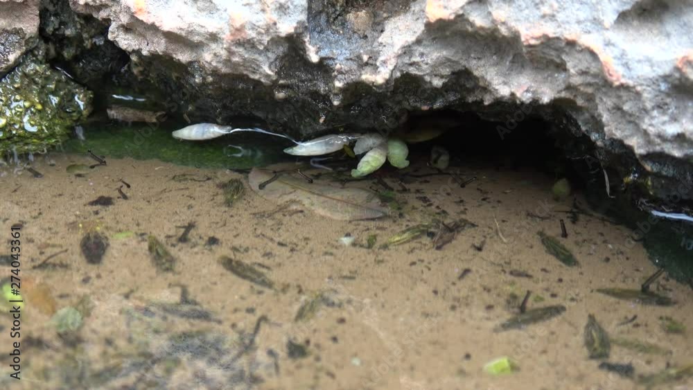 4K Close up pupa and larva of insects in natural reservoir vídeo de ...