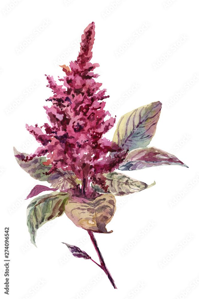 Amaranth plant and seeds isolated on white background. Gluten-free ...