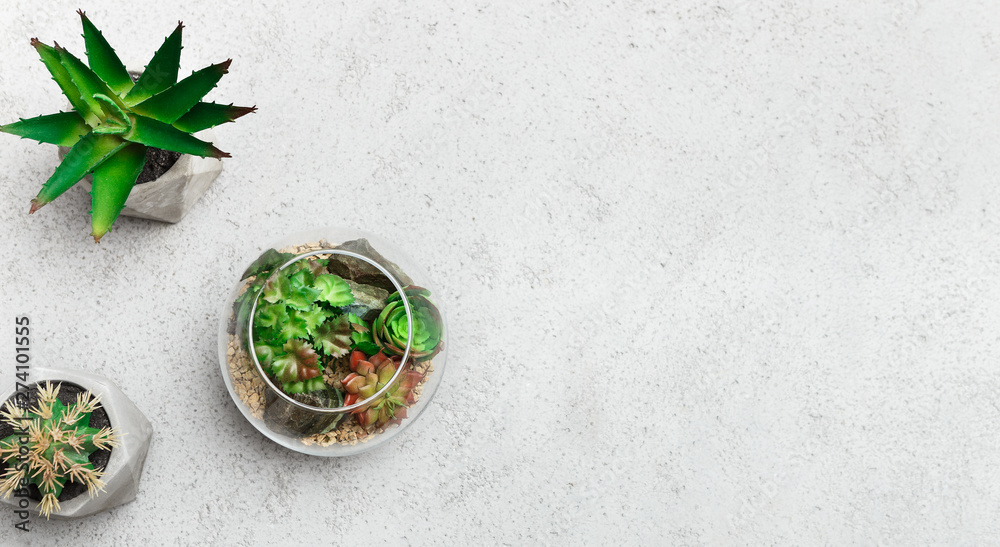 Green home decor concept, top view, copy space Stock Photo | Adobe Stock