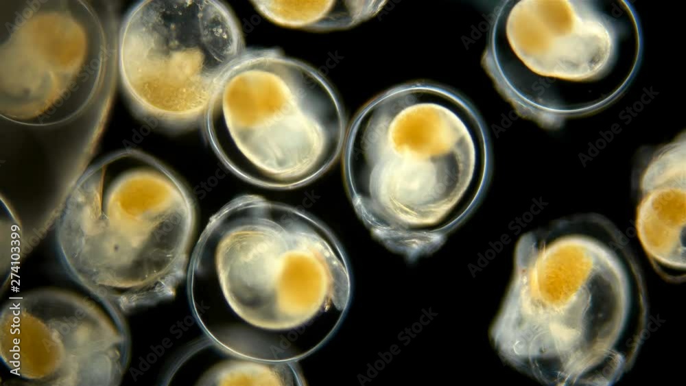 Snail. Snail eggs under the microscope, the movement of the formed ...