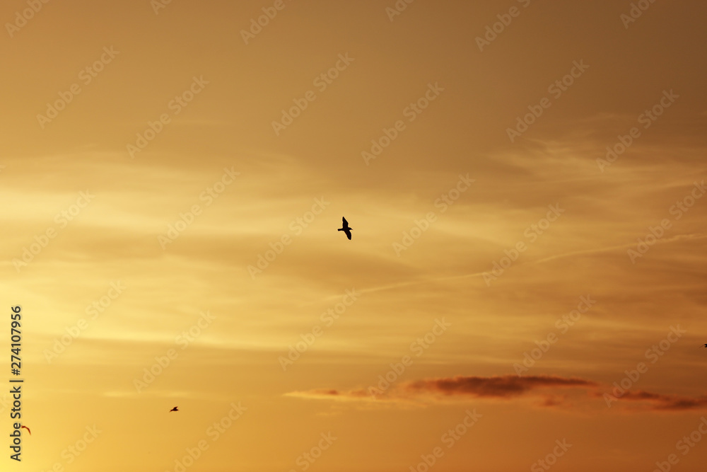 sky before sunset, birds in the sky. bird flying while sunset and ...