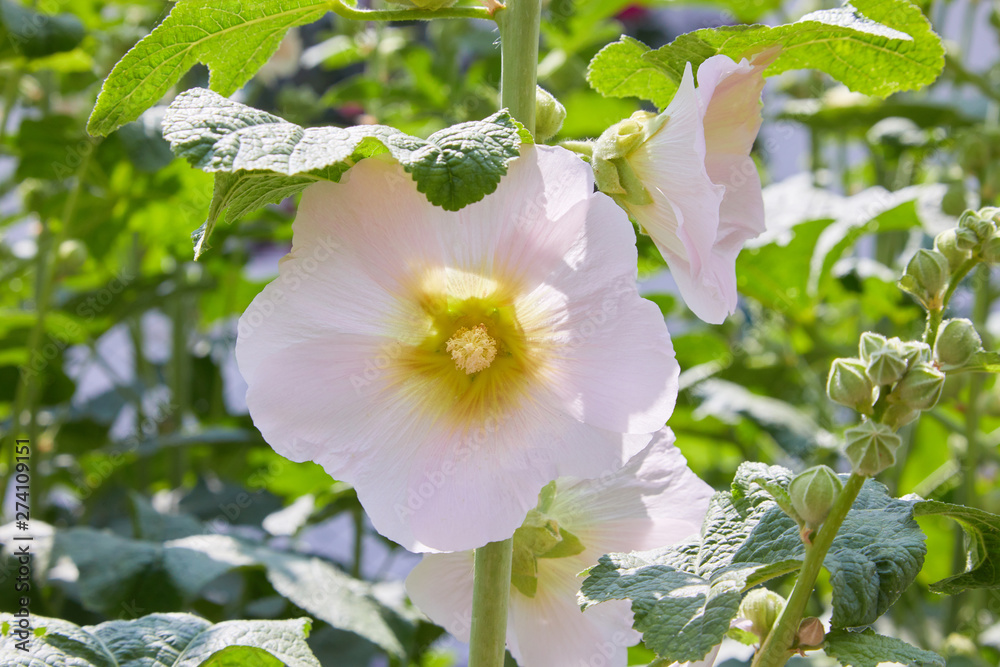 Malva Silvestris. Blooming musk mallow (Malva alcea, cut-leaved mallow ...