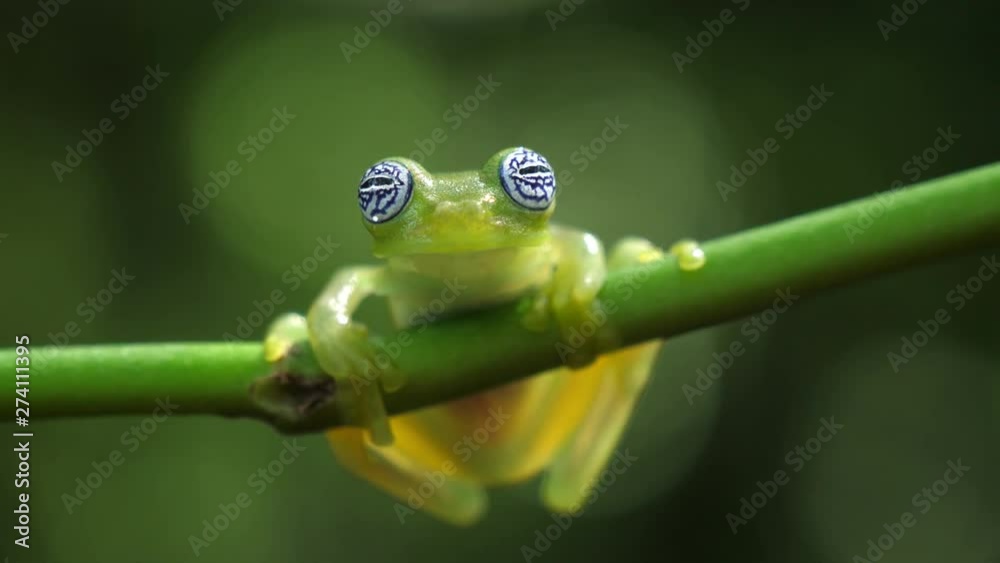 Glass frog in its natural habitat in the Caribbean forest. Wildlife ...
