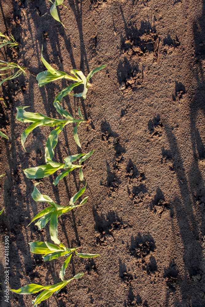 A row of young corn plants on the left side of the shot with bare soil ...