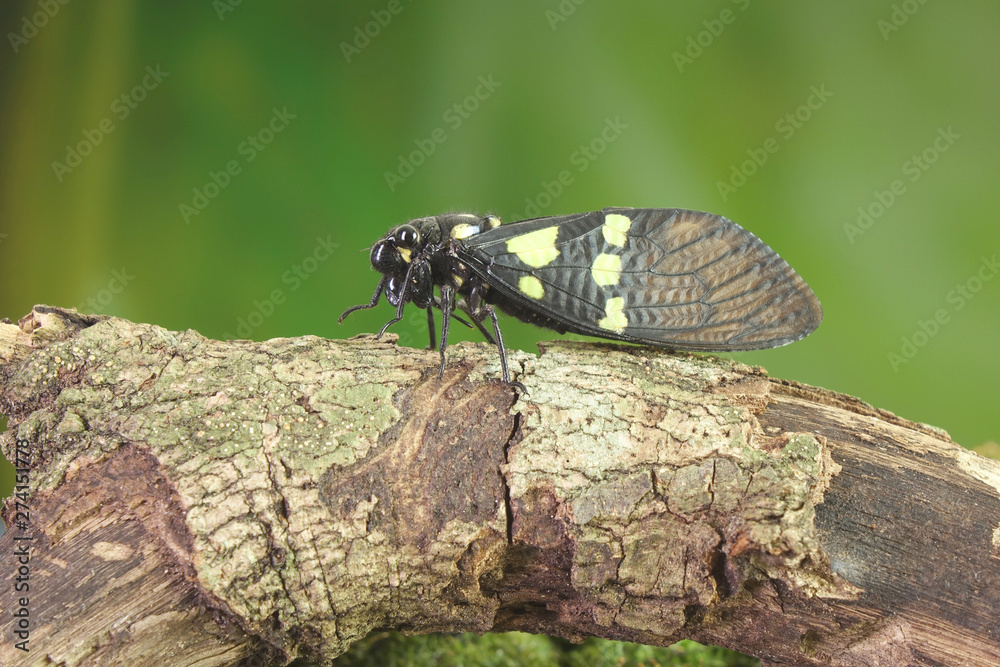 Cicada : Green and blue color butterfly-wings cicada (Gaeana cheni) is ...