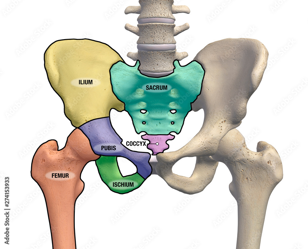 Hip and Pelvic Regions Labeled on White Stock Illustration | Adobe Stock