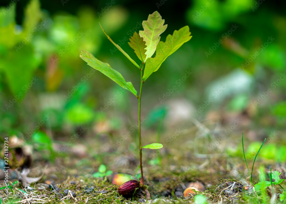 a young oak sprout sprouting from an acorn close-up on a blurred green ...