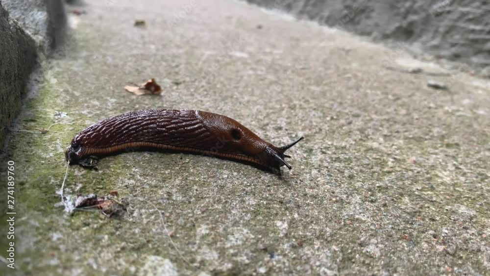 Stockvideo Close up of a brown slug, shell-less terrestrial gastropod ...