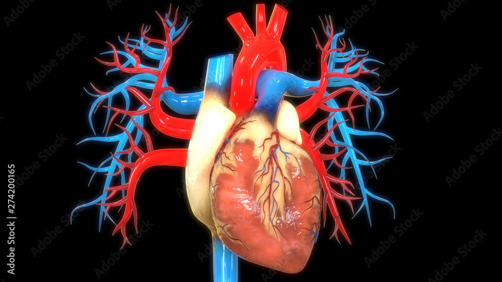 Human Heart Anatomy Stock Illustration | Adobe Stock