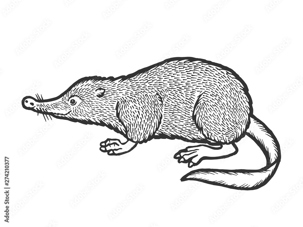 Russian desman animal sketch engraving vector illustration. Isolated ...