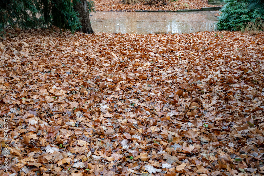 Tree Leaves On The Ground
