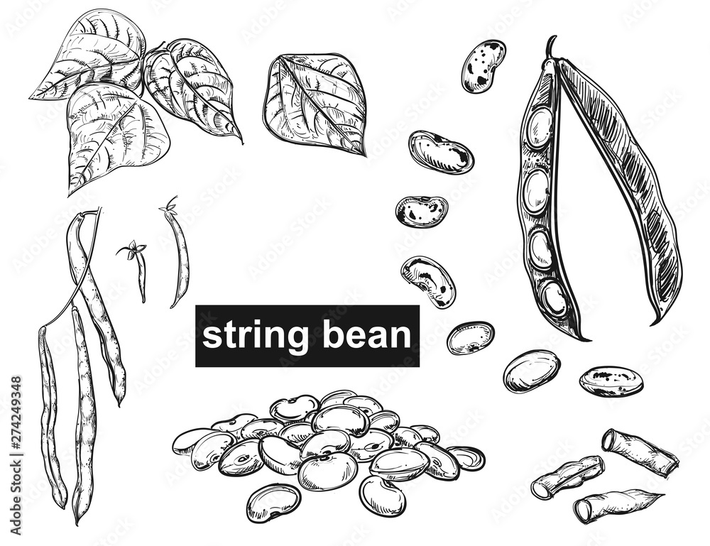 Detailed hand drawn ink black and white illustration set of string bean ...