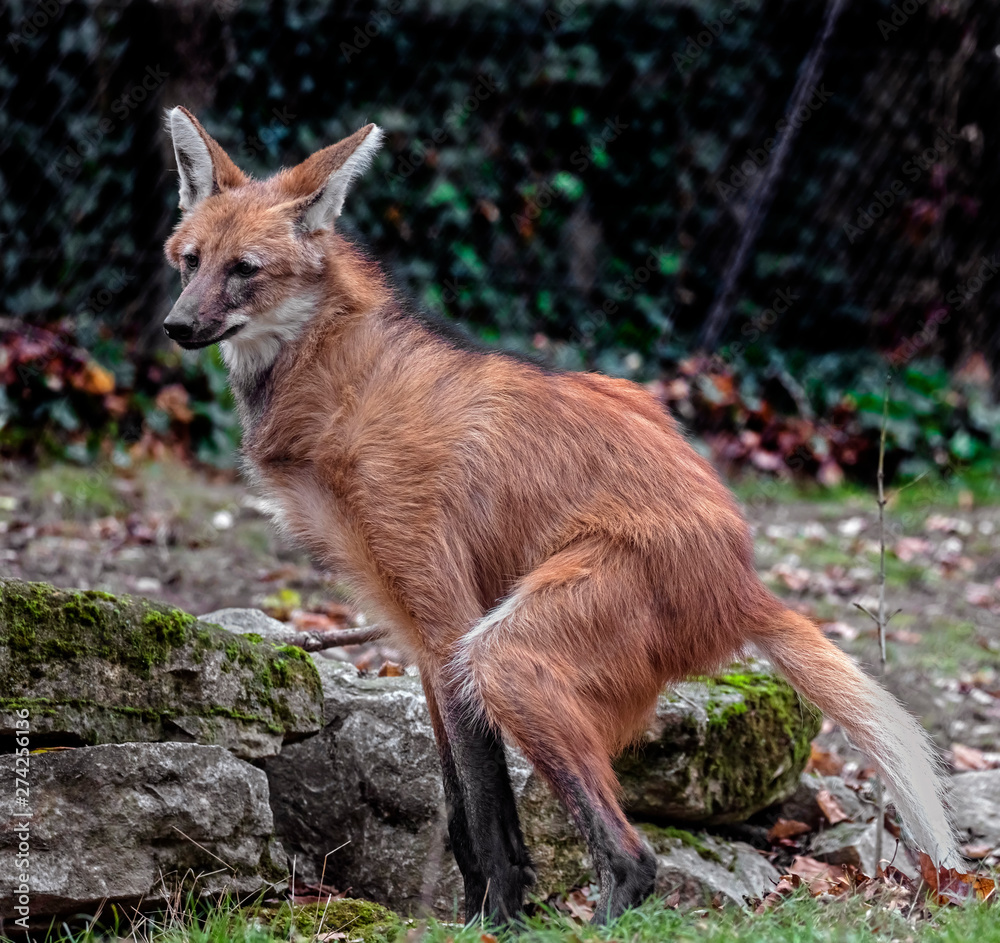 Maned wolf in its enclosure. Latin name - Chrysocyon brachyurus Stock ...
