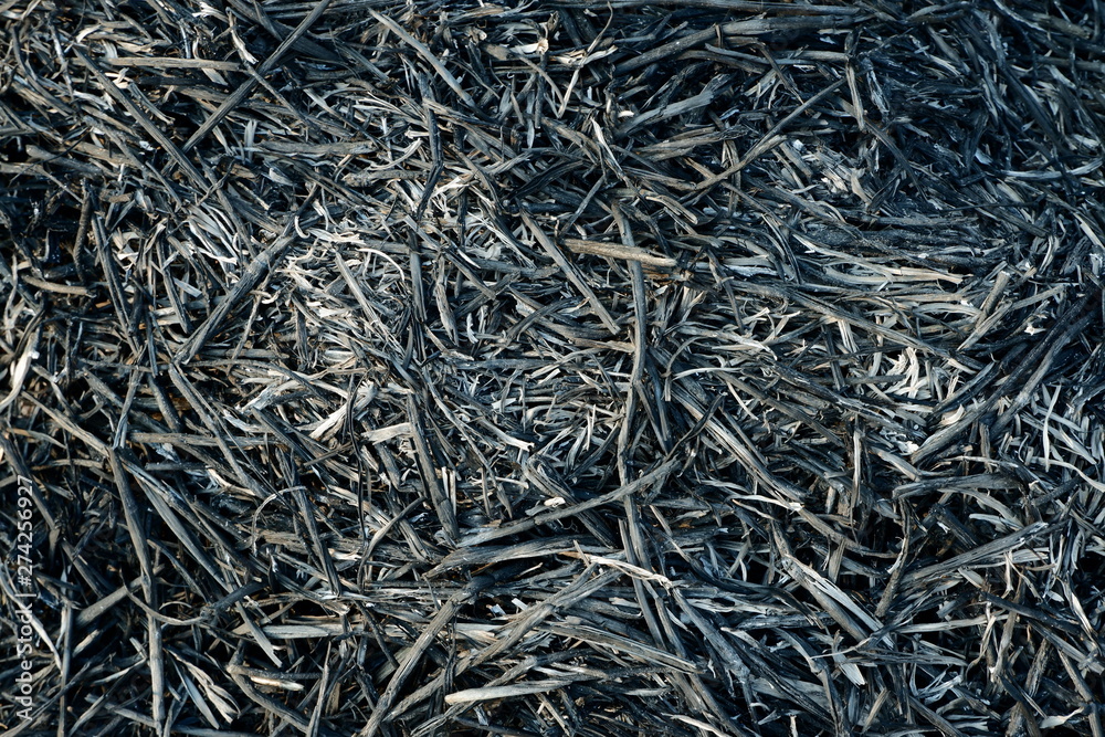 The burning of rice straw became ashes. Stock Photo | Adobe Stock