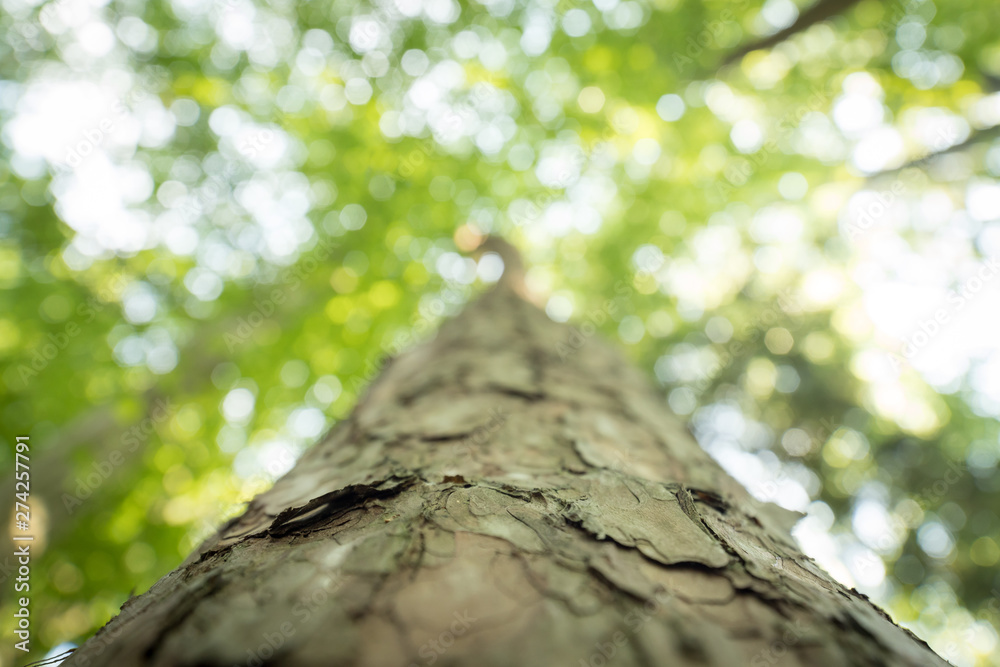 Tree trunk in the forest: Close up picture, blurry green background ...