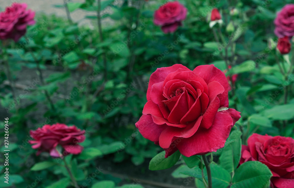 Red Rose. Blooming red rose in the city garden. Red rose on a ...