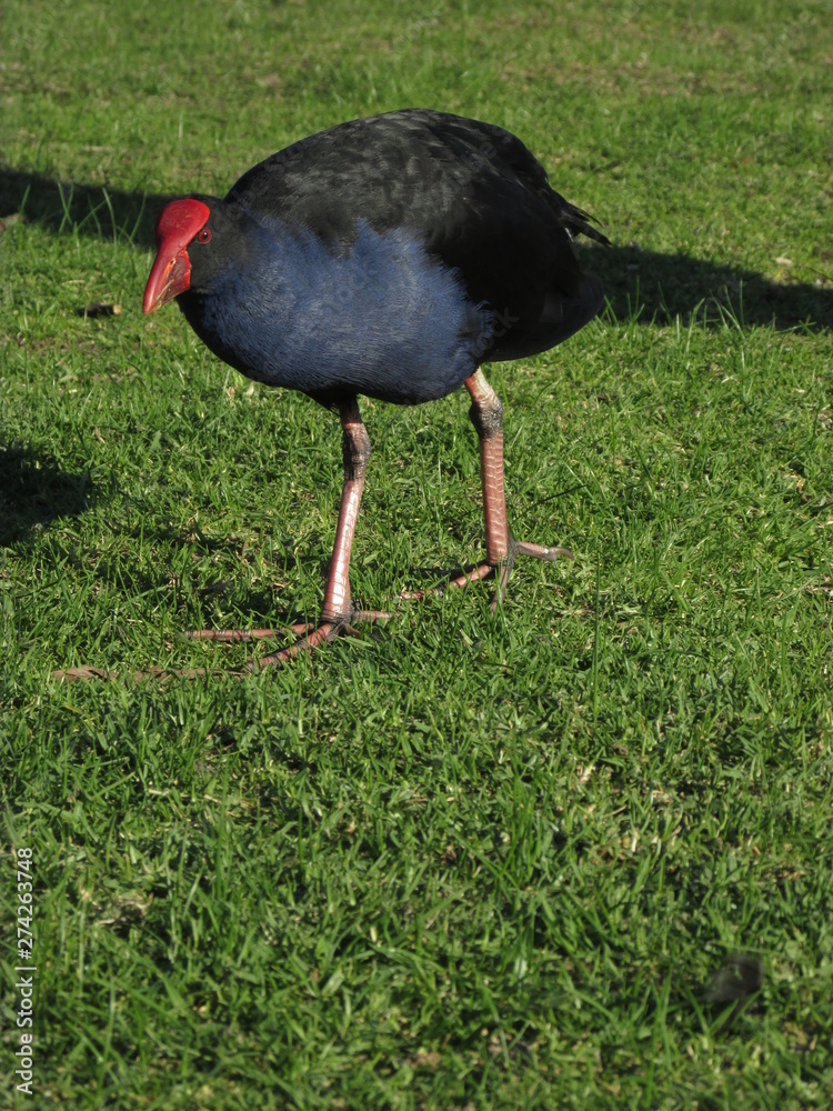 An adult Pukeko foraging for food. They occurs in Australia, Eastern ...