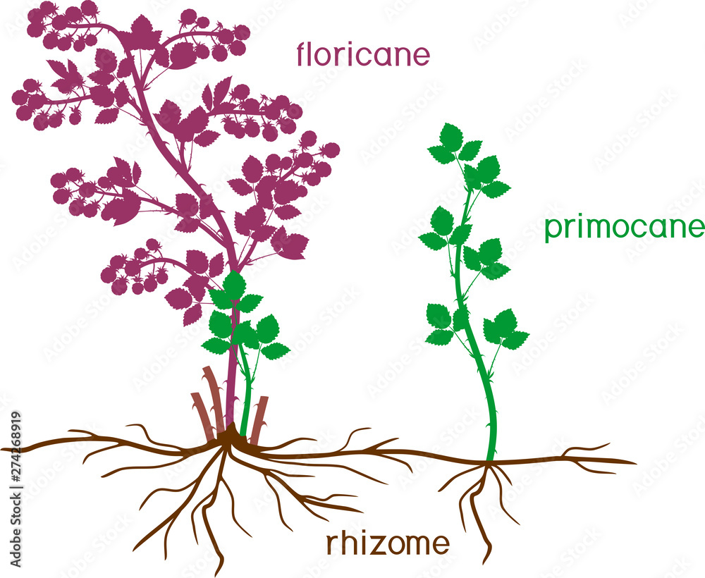 Parts of plant. Morphology of blackberry shrub with floricane ...