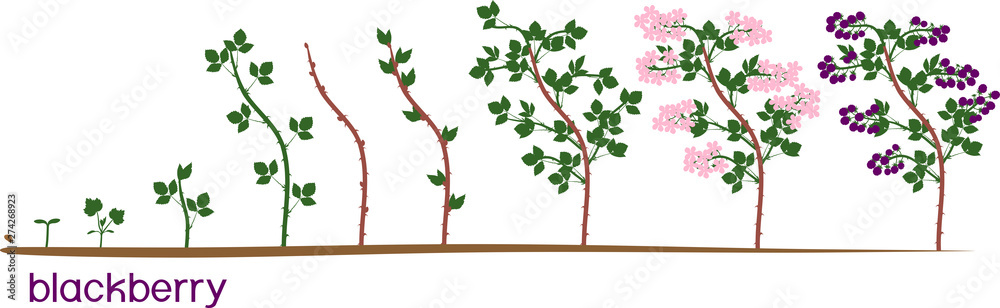 Two year life cycle of blackberry plant isolated on white background ...