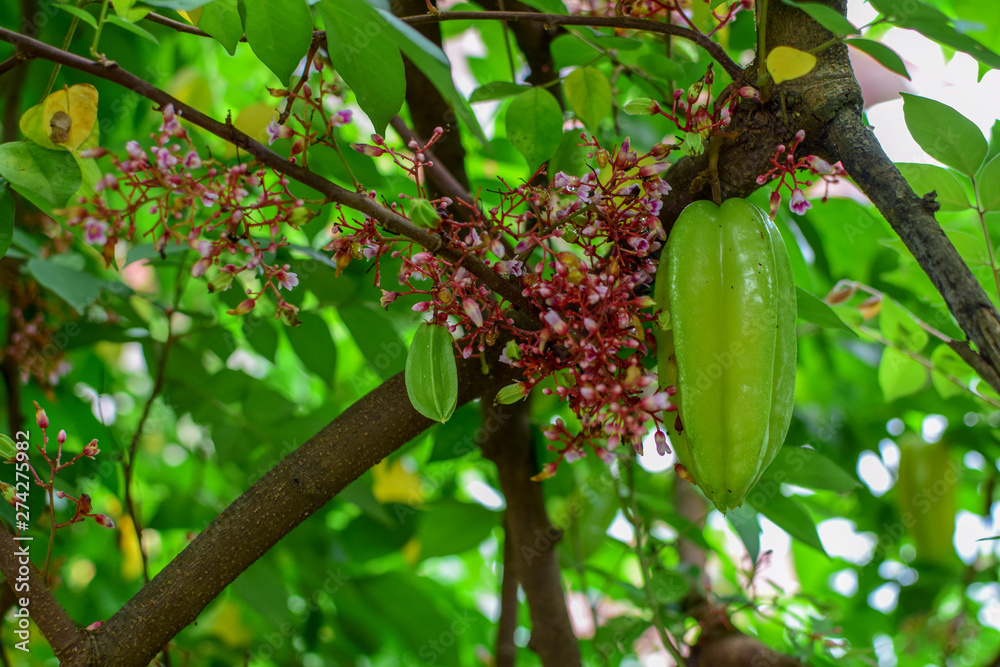 Flowers leaves and fruit of gooseberry, Fresh gooseberry on the tree ...