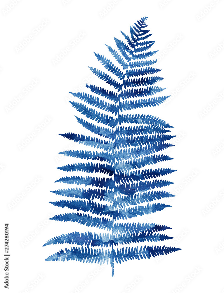 Watercolour fern isolated on white background. Beautiful hand painted ...