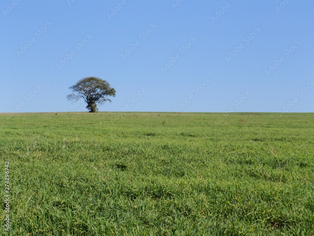 Fundo com árvore isolada, céu azul e relva verde Stock Photo | Adobe Stock