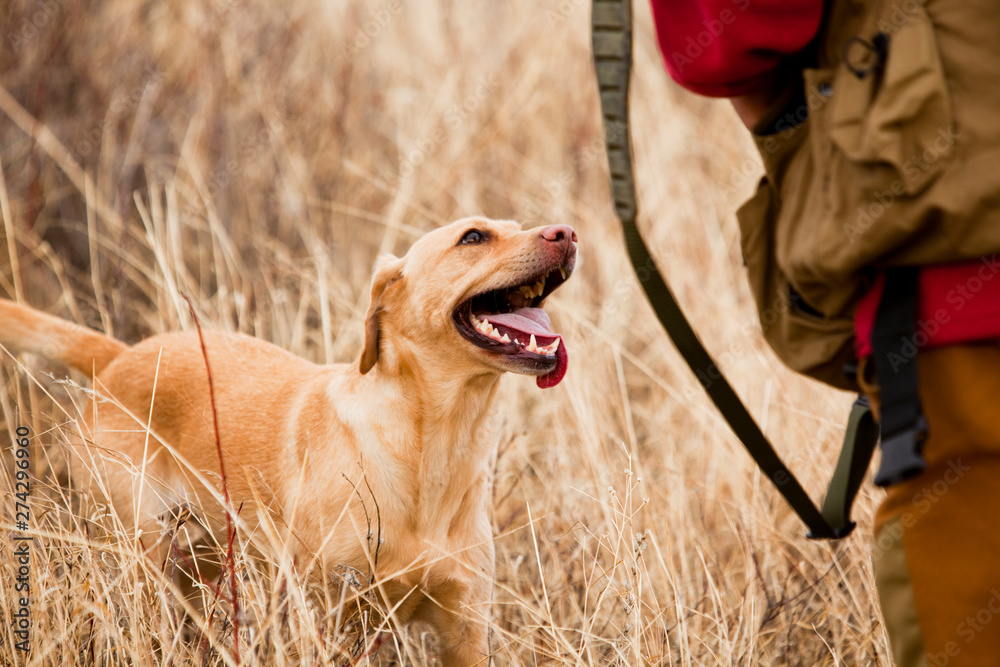 An owner and his yellow lab bird hunting at a sportsman's access area ...