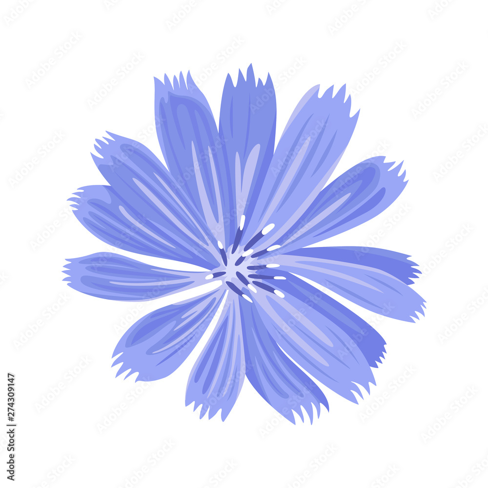 Chicory icon on white background. Vector illustration of a blue field ...