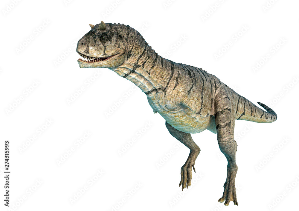 carnotaurus sastrei is hunting up in a white background Stock ...