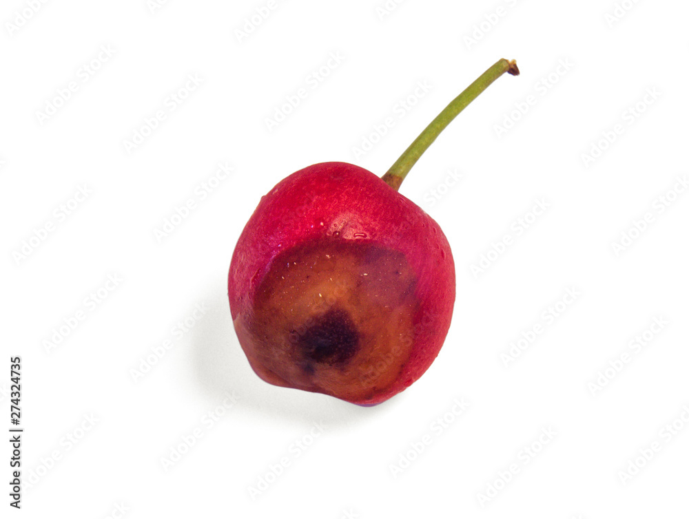 Spoiled sweet cherry from the fridge, rotten fruits. Isolated on white ...
