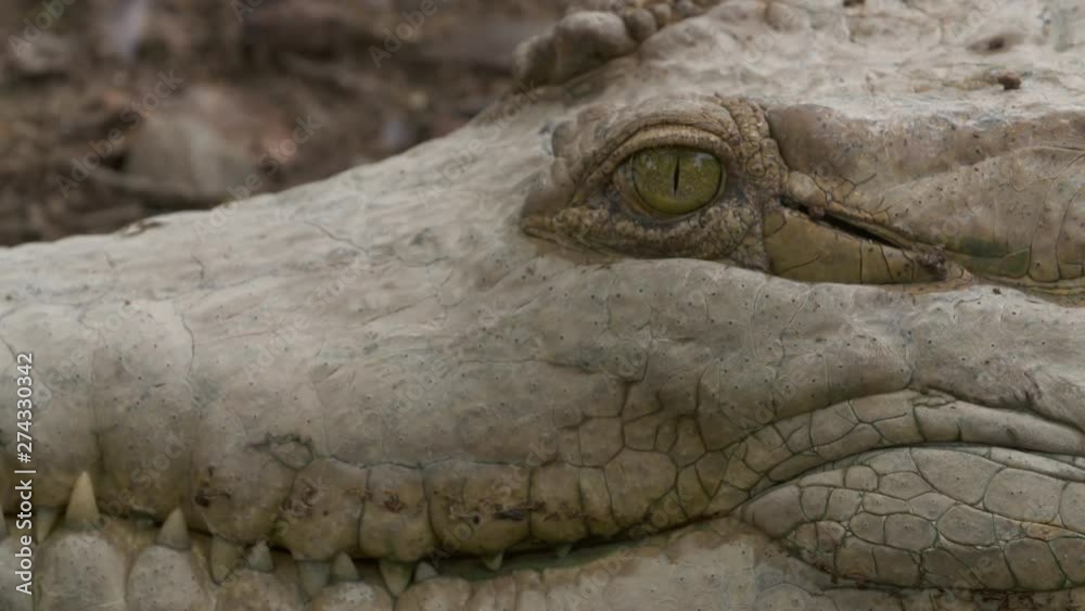 Video Stock Extreme close-up low angle horizontal side-view still shot ...