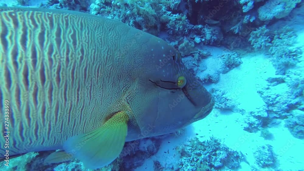 A young Napoleon fish swims between two scuba divers approaches a ...