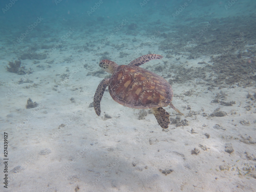 Amami Oshima, Japan - June 17, 2019: Sea turtle near Kasari Fishing ...