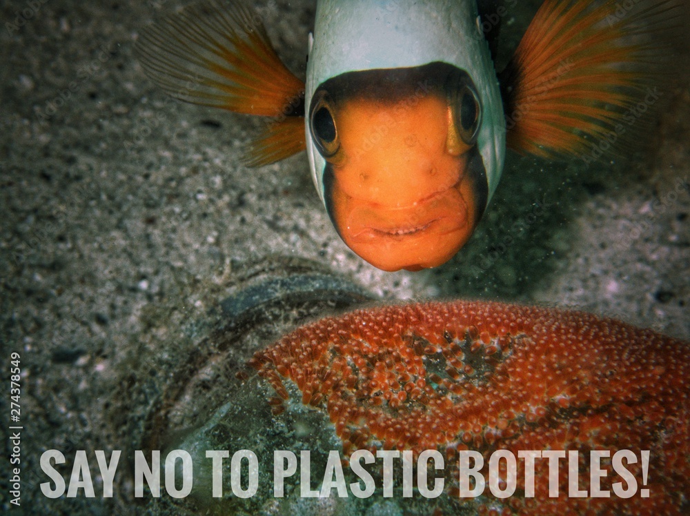 Say no to plastic bottle quote with the marine life background design ...