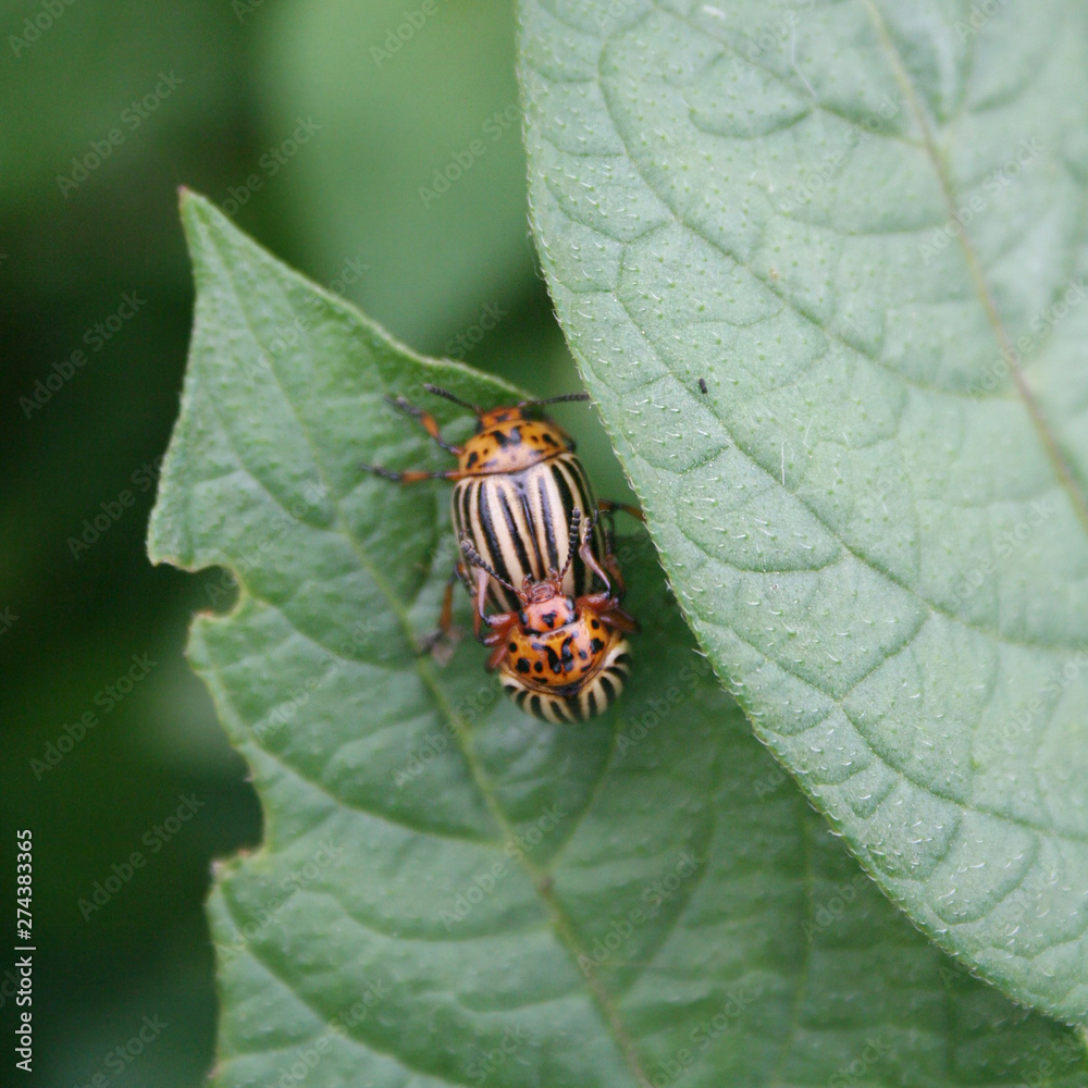 Colorado potato beetle mating on green potato leaves. Leptinotarsa ...
