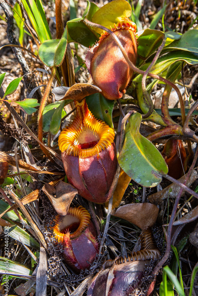 Upper pitcher of Nepenthes villosa also known as monkey pitcher plant ...
