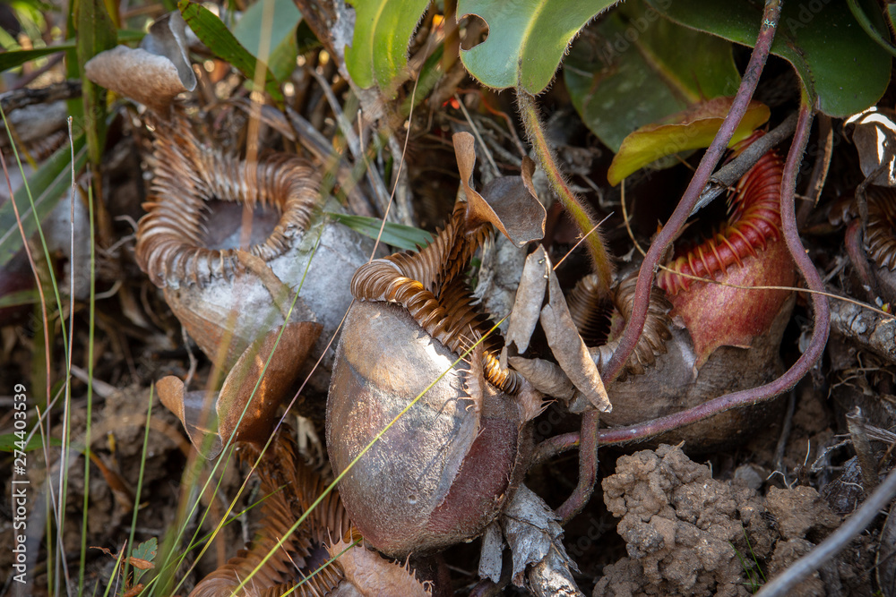 dried Upper pitcher of Nepenthes villosa also known as monkey pitcher ...