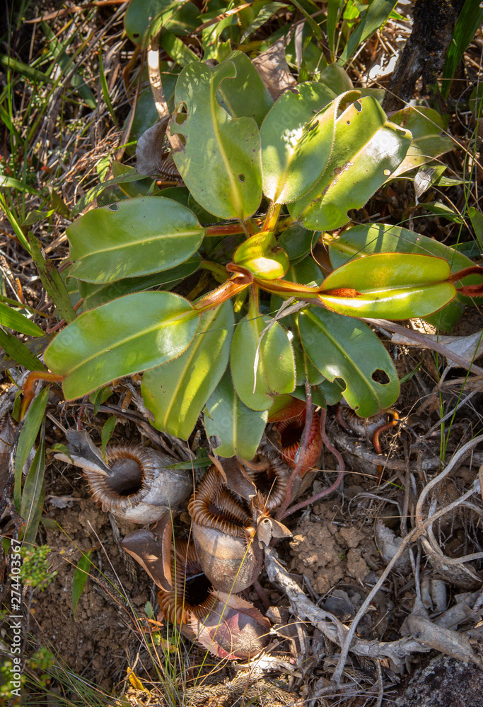 Nepenthes Villosa