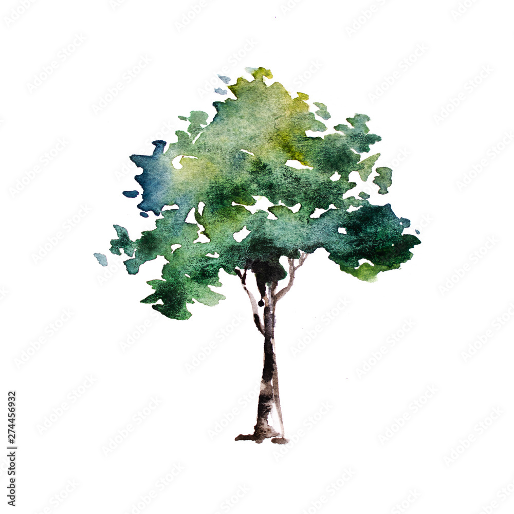 Green tree with leaves. Hand drawn watercolor painting,isolate on white ...
