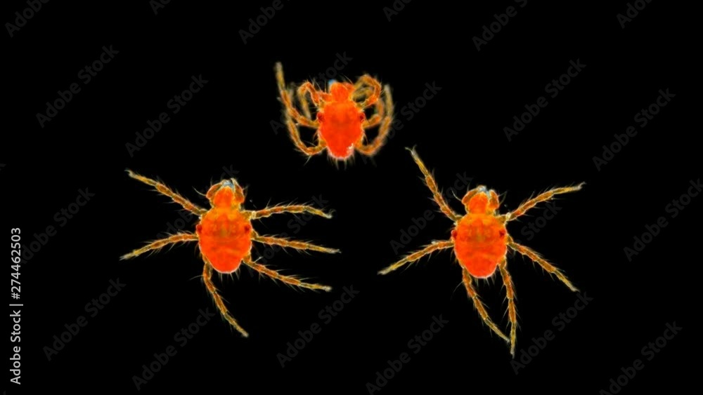 red mite under the microscope, ticks larva Limnochares aquatica ...