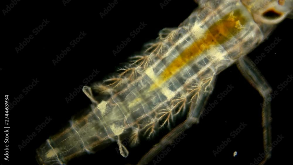 mayfly larva under the microscope, the video shows the work of tracheal ...
