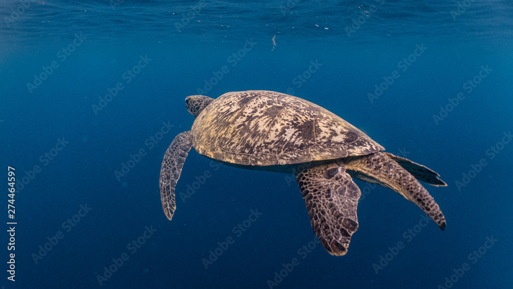 Close up view of a green sea turtle's tail. The male turtle's tail ...