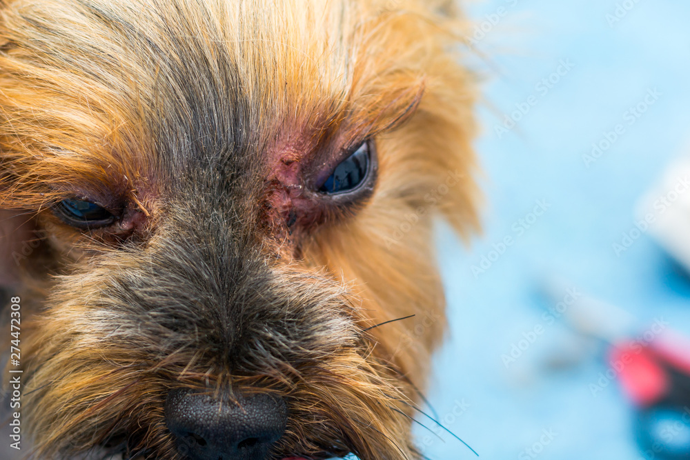 yorkshire terrier dog breed with fungal infection, malassezia, around ...