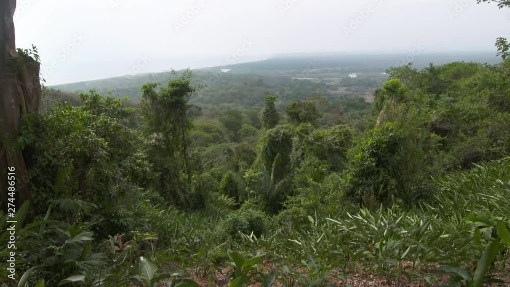 Wide panoramic low angle tilting shot of plants biodiversity consisting ...